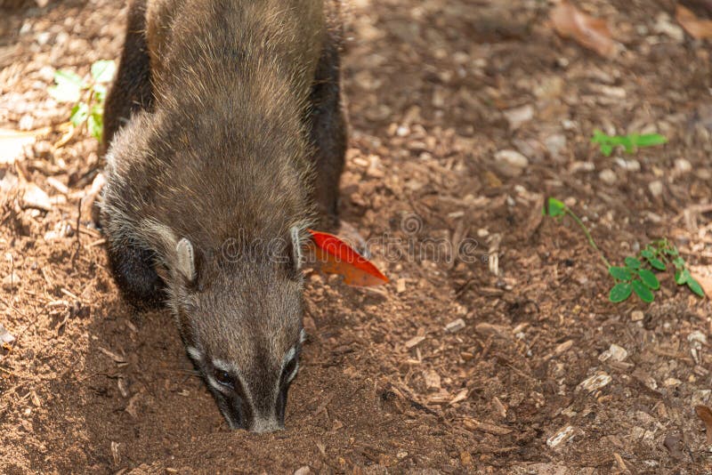 Mexican Coati in the Jungle, Nasua Nasua Stock Photo - Image of amazon ...