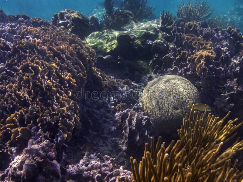Mexican coral reef stock image. Image of nature, reef - 62521145
