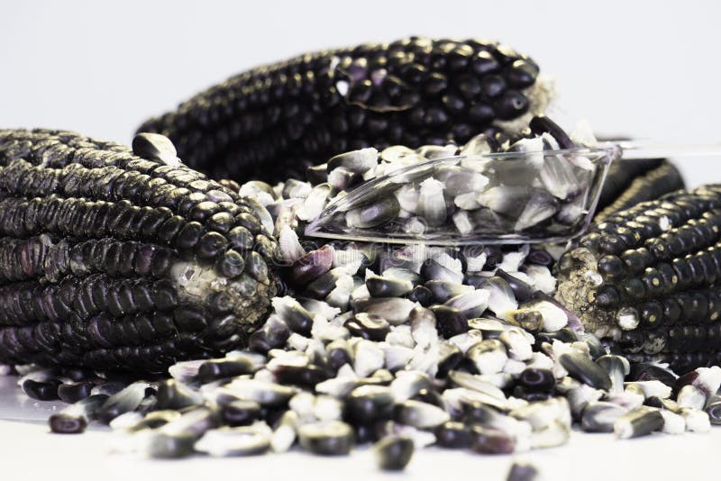 Mexican Corn Blue Color on White Background Stock Image - Image of ...