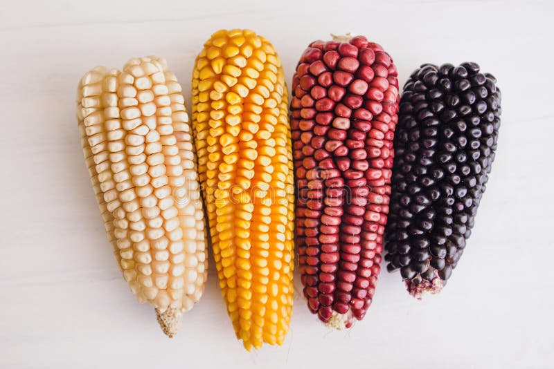 Mexican Corn Crop in Different Colors in Mexico Stock Photo - Image of ...