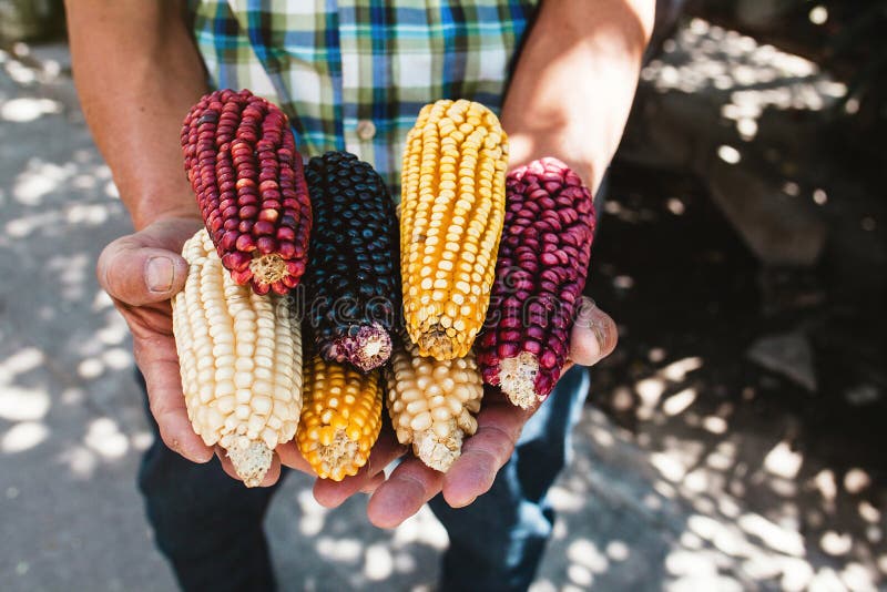 Mexican Corn, Maize Dried Blue Corn Cobs on Mexican Hands in Mexico ...