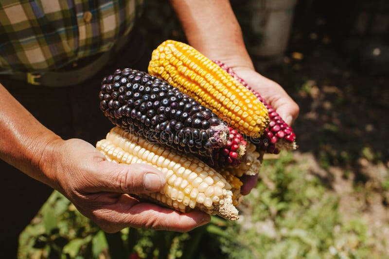Mexican Corn, Maize Dried Blue Corn Cobs on Mexican Hands in Mexico ...