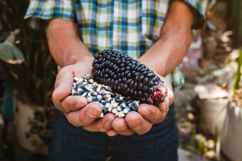 Mexican Corn, Maize Dried Blue Corn Cobs on Mexican Hands in Mexico ...
