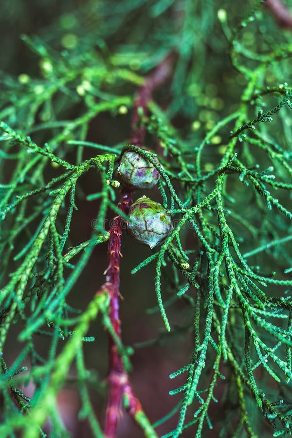 Mexican Cypress or Cypress Lusitanica, Close-up of Branches with Cones ...