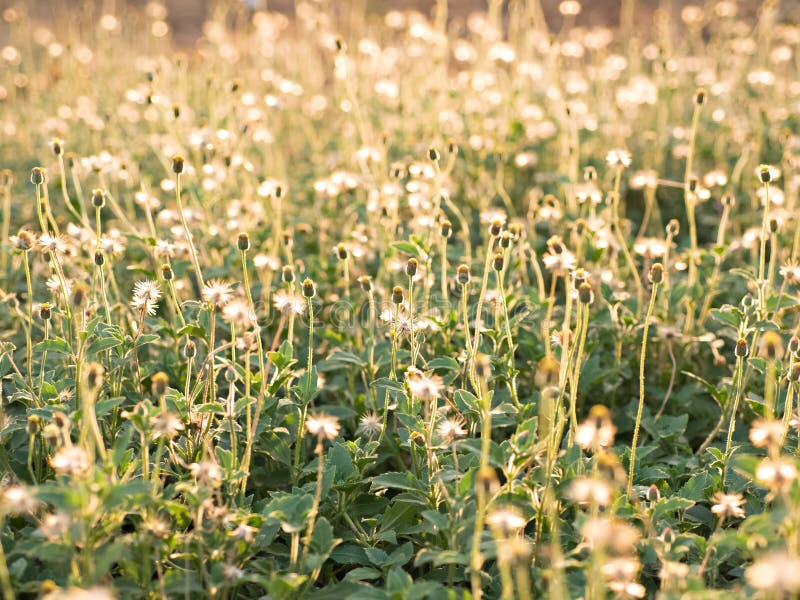 Fruit of a Tridax Daisy, Tridax Procumbens, in Kaloko-Honokohau ...