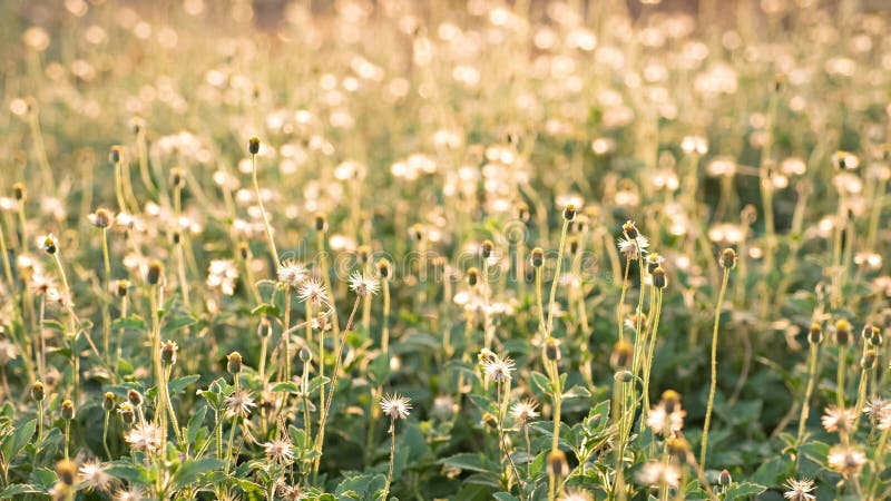 Fruit of a Tridax Daisy, Tridax Procumbens, in Kaloko-Honokohau ...