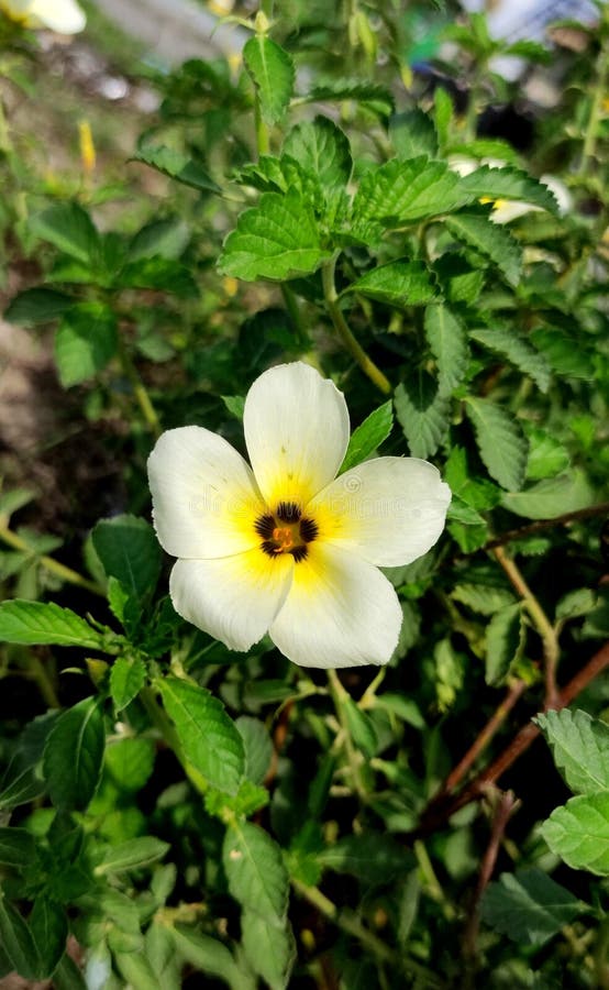 Mexican Damiana White Beautiful Flower Stock Photo - Image of green ...