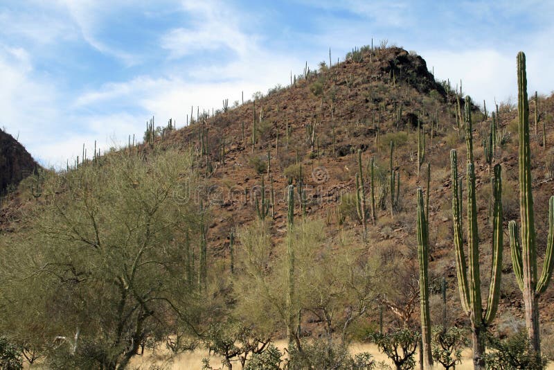 Mexican Desert Sand Dunes stock image. Image of dehydration - 11095275