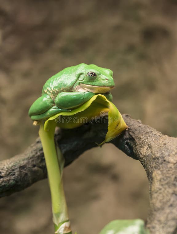 Mexican dumpy tree frog stock photo. Image of amphibian - 35919574
