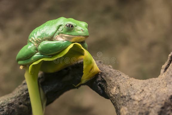 Mexican dumpy tree frog stock image. Image of yellow - 35919587