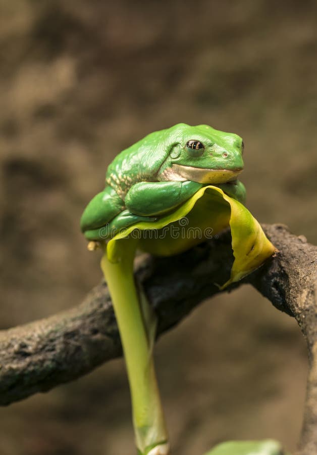Frog sex stock image. Image of bumble, small, animal, jungle - 4559235