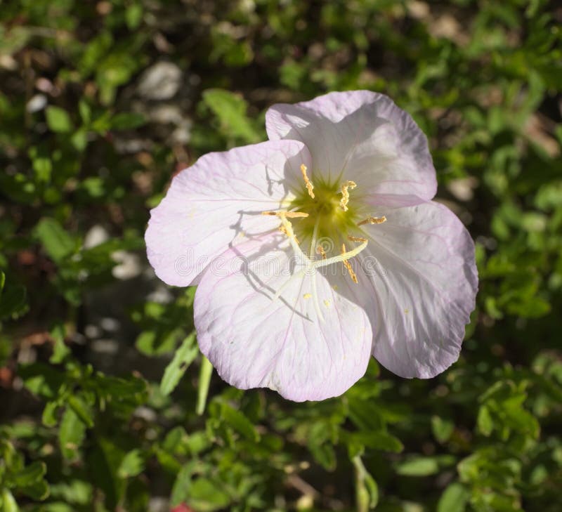 Mexican Evening Primrose stock photo. Image of evening - 146916102