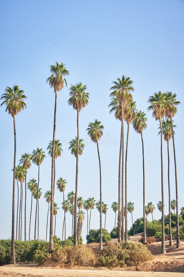 Mexican Fan Palm Tree in California Stock Photo - Image of leaf ... Mexican Fan Palm Tree in California Stock Photo - Image of leaf ...