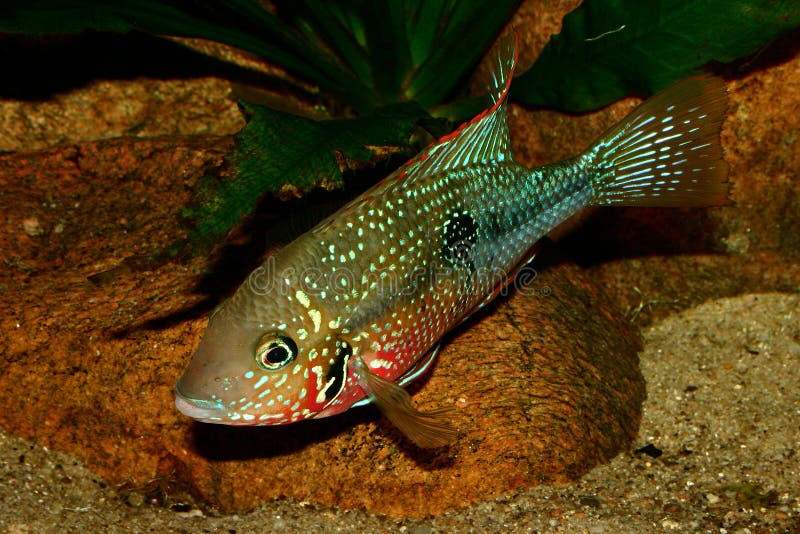 Mexican Fire Mouth (Thorichthys Ellioti) Stock Photo - Image of tank ...