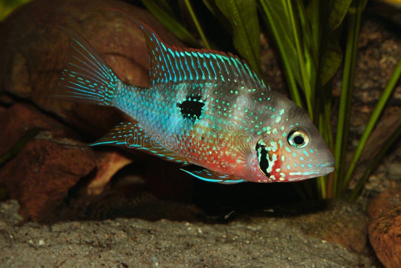 Mexican Fire Mouth (Thorichthys Ellioti) Stock Photo - Image of tank ...