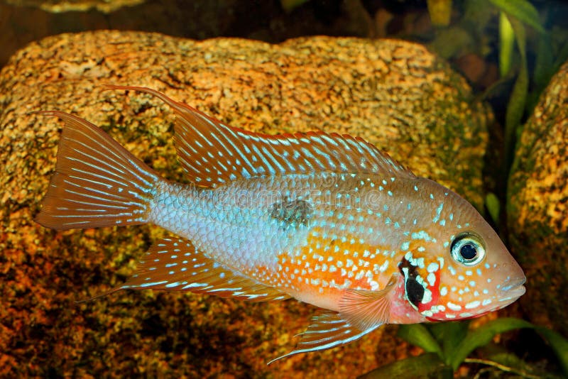Mexican Fire Mouth Thorichthys Ellioti Stock Photo - Image of cichlid ...