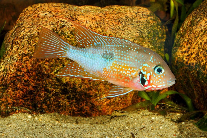 Mexican Fire Mouth Thorichthys Ellioti Stock Image - Image of aquatic ...
