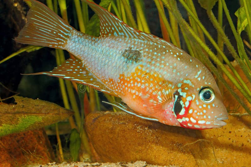 Mexican Fire Mouth Thorichthys Ellioti Stock Photo - Image of ...