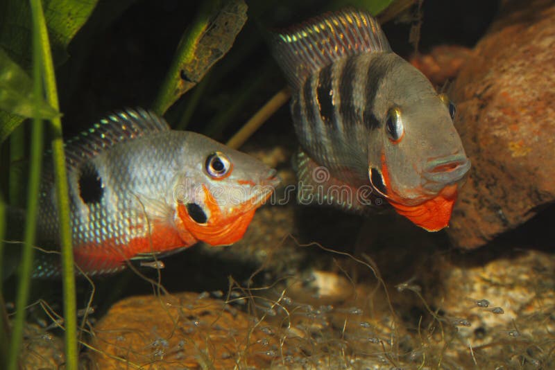 Mexican Fire Mouth (Thorichthys Meeki) Stock Photo - Image of juveniles ...