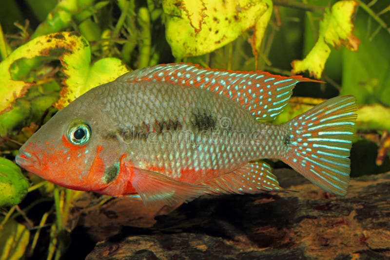 Mexican Fire Mouth Thorichthys Meeki Stock Image - Image of fish ...