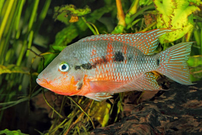 Mexican Fire Mouth Thorichthys Meeki Stock Image - Image of beauty ...