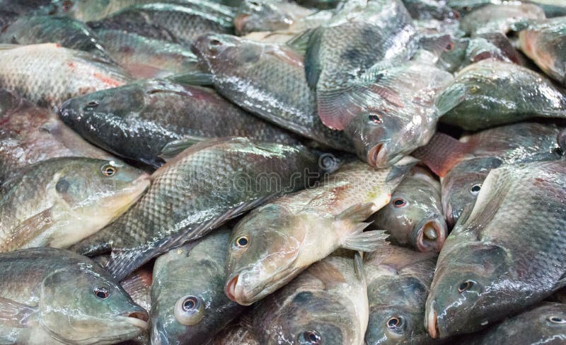 Mexican Fresh Fish Market stock image. Image of fresh - 42084027
