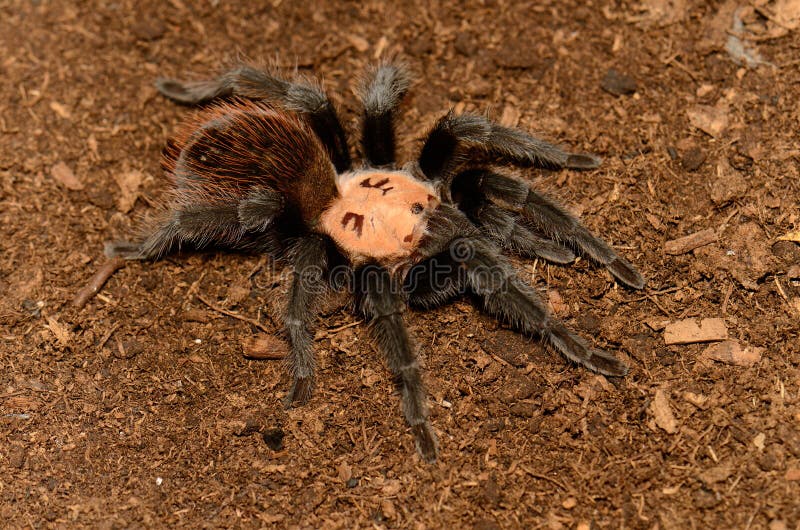 Mexican Golden Red Rump Tarantula Stock Photo - Image of colorful ...