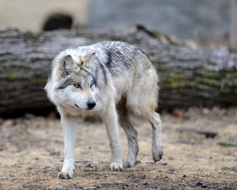23,137 Gray Wolf Stock Photos - Free & Royalty-Free Stock Photos from ...