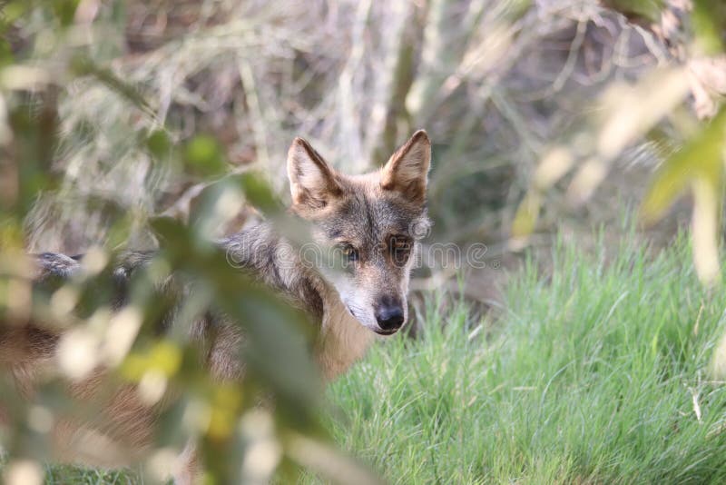 Mexican Gray Wolf 3 stock photo. Image of canine, wildlife - 245490078