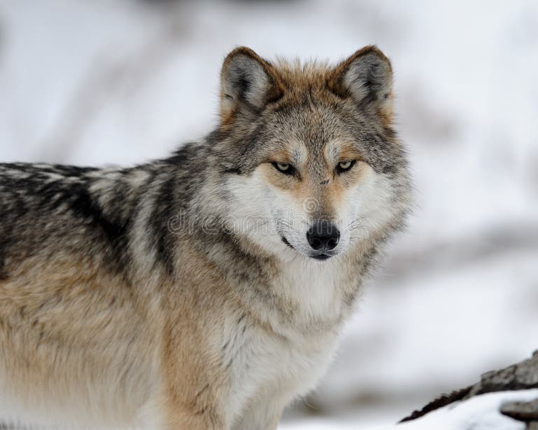Mexican gray wolf portrait stock photo. Image of predator - 18021610