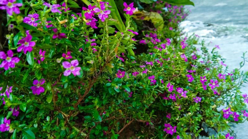 The Mexican Heather or Cuphea Hyssopifolia Stock Image - Image of ...