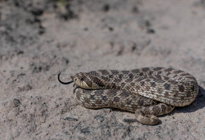 Mexican Hognose Snake stock image. Image of reptile - 276371341