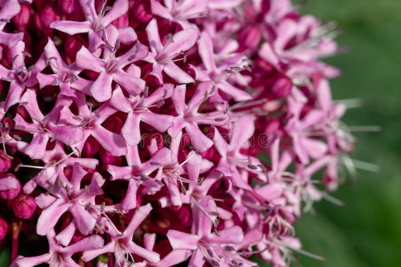 Mexican Hydrangea (clerodendrum Bungei) Flowers Stock Photo - Image of ...