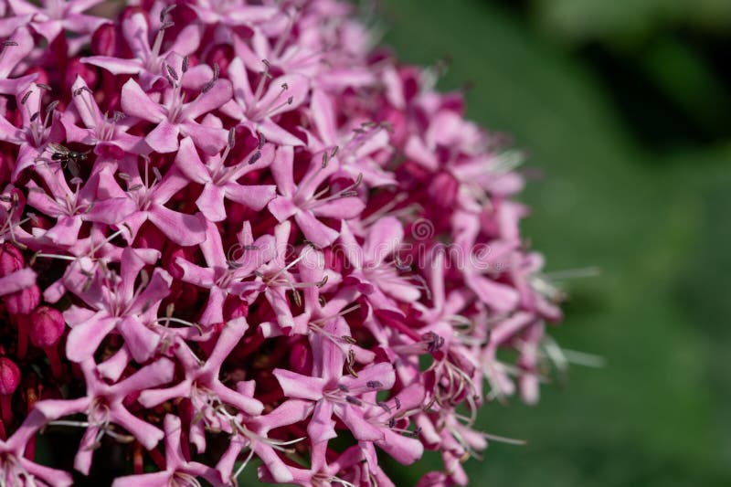 Mexican Hydrangea (clerodendrum Bungei) Flowers Stock Image - Image of ...