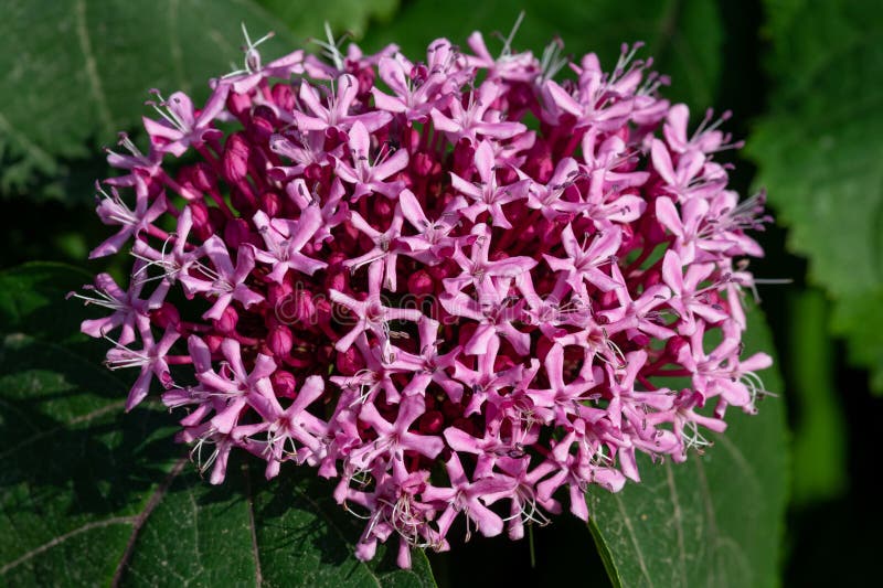 Mexican Hydrangea (clerodendrum Bungei) Flowers Stock Image - Image of ...