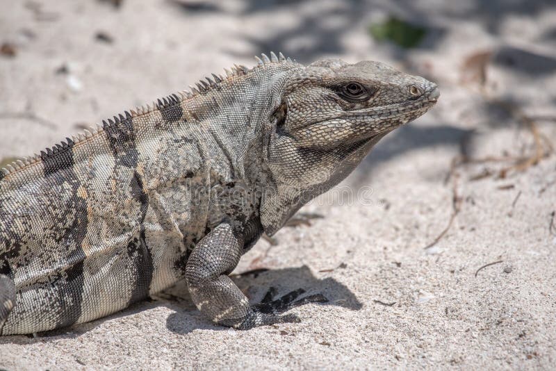 Mexican Iguana Resting on a Rock in Tulum, Mexico Stock Photo - Image ...