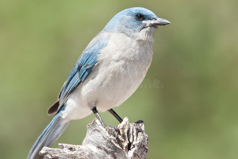 Mexican Jay Standing Stock Photos - Free & Royalty-Free Stock Photos ...