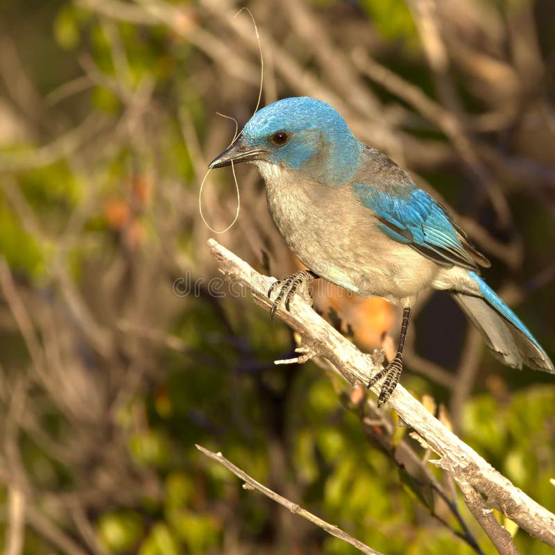 Mexican Jay Gathering Nesting Material at Big Bend National Park in ...