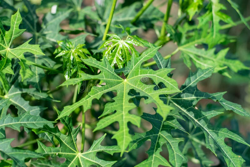 Mexican kale tree stock photo. Image of freshness, green - 161408090