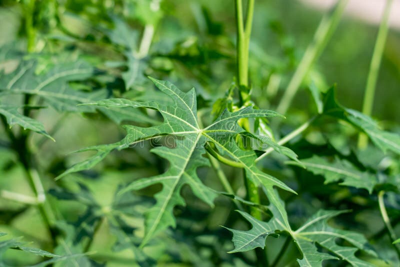 Mexican kale tree stock photo. Image of natural, beautiful - 161408100