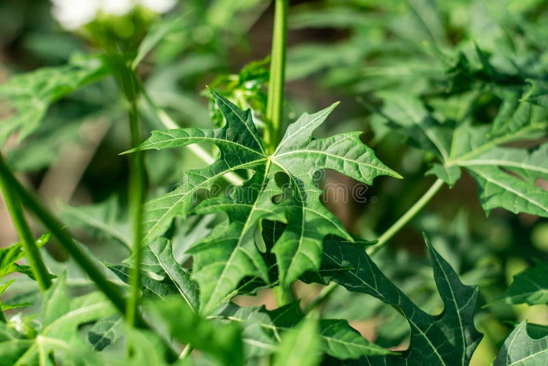 Mexican kale tree stock photo. Image of beautiful, natural - 161408108