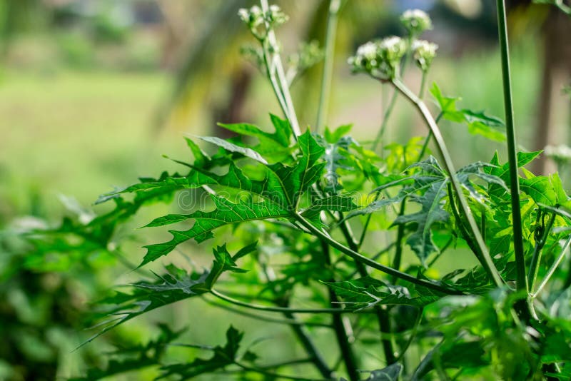 Mexican kale tree stock photo. Image of mcvaugh, aconitifolius - 161408352