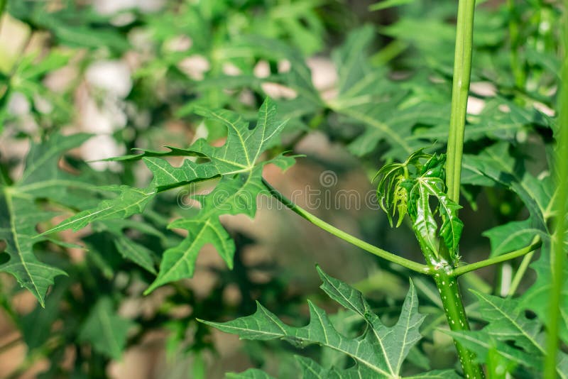 Mexican kale tree stock photo. Image of chaya, mcvaugh - 161408368