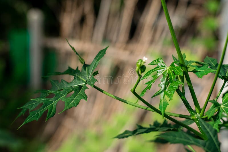 Mexican kale tree stock photo. Image of leaf, healthy - 161408370