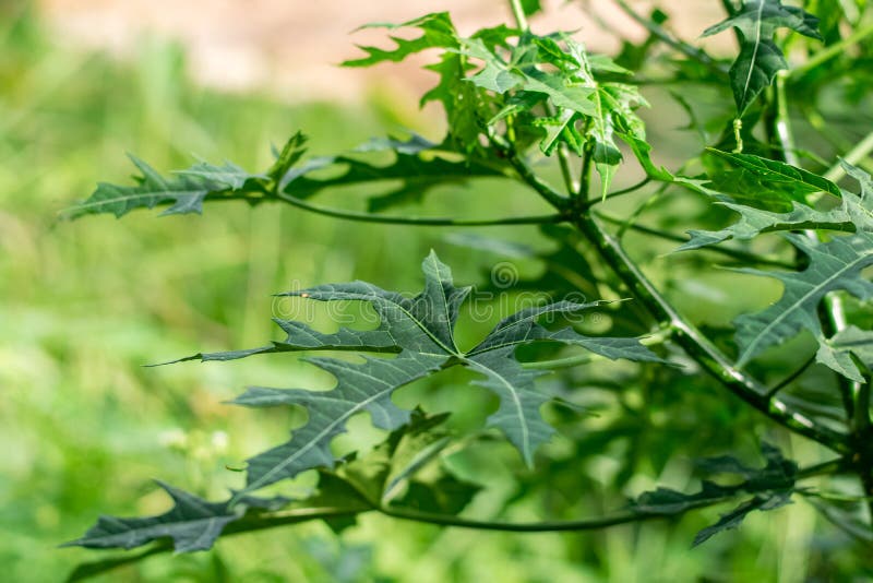 Mexican kale tree stock photo. Image of fresh, freshness - 161408376