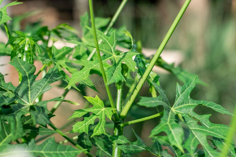 Mexican kale tree stock image. Image of cnidoscolus - 161408377
