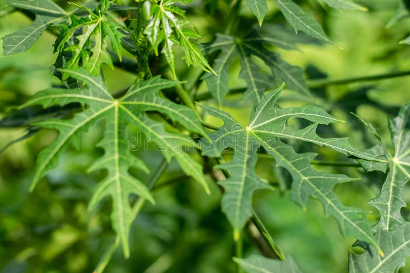 Mexican kale tree stock image. Image of mcvaugh, home - 161408403