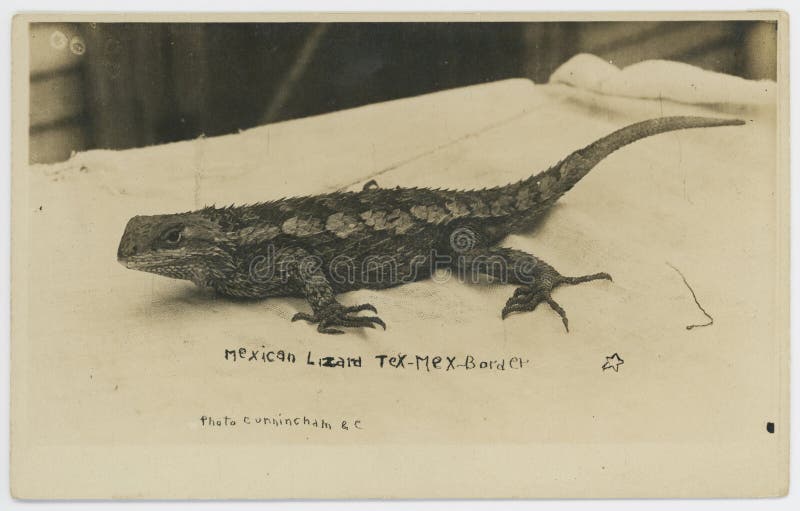 Mexican Lizard Tex-Mex Border Picture. Image: 222638255