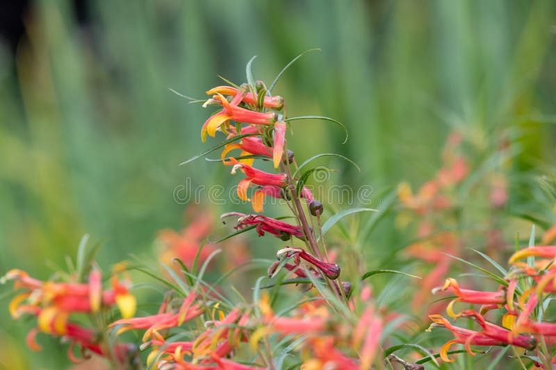 Mexican Lobelia (lobelia Laxiflora) Flowers Stock Image - Image of ...