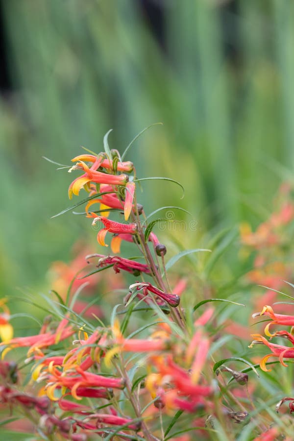 Mexican Lobelia (lobelia Laxiflora) Flowers Stock Photo - Image of ...